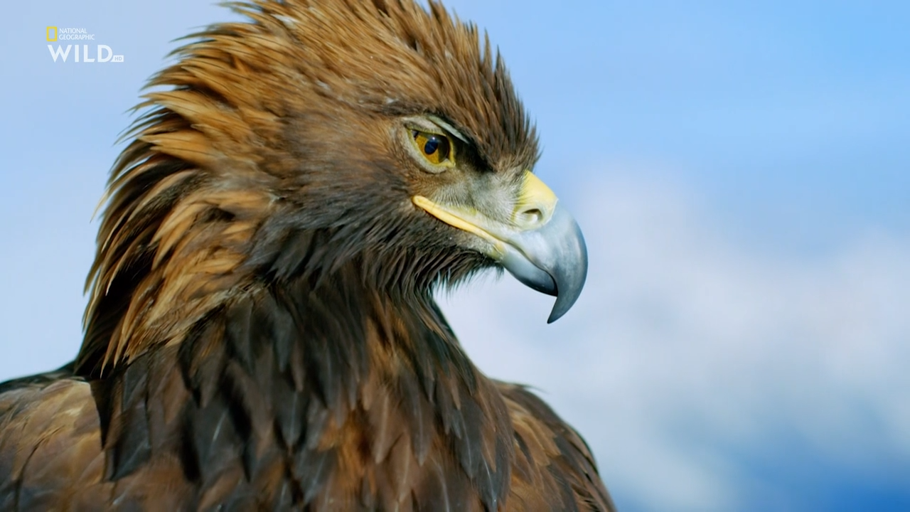 Фауна Аляски: От мала до велика / Alaska And Beyond: Big And Small ...